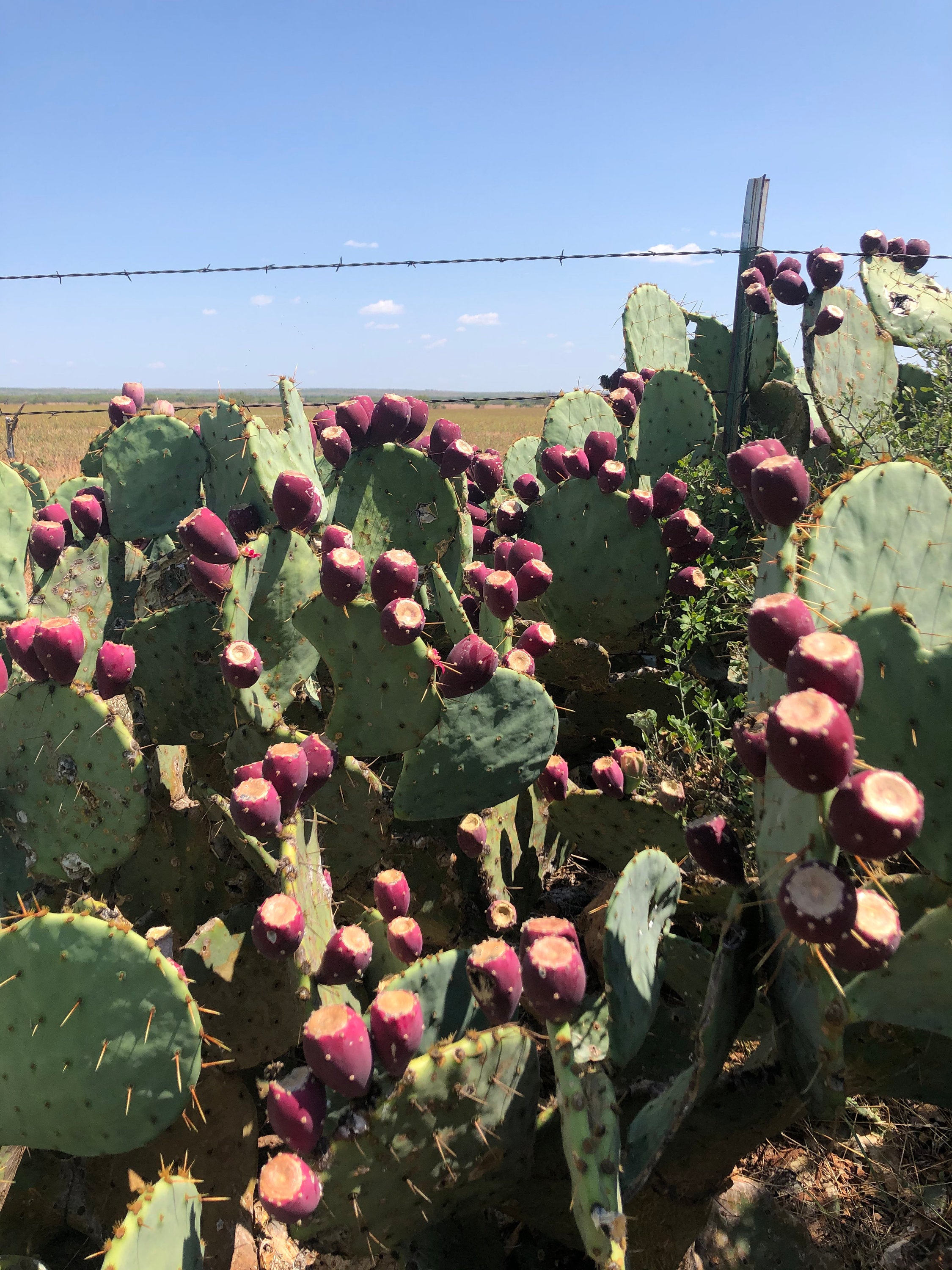 Pancake Prickly Pear Cactus